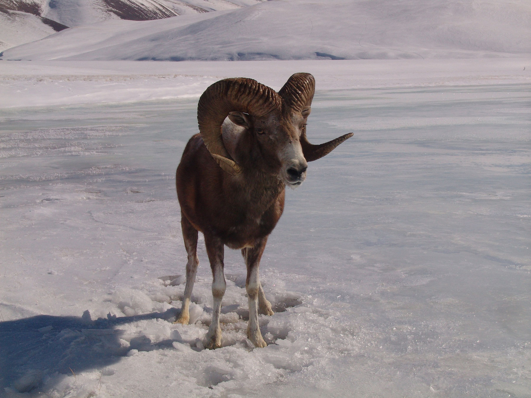 L'argali, une espèce prioritaire | WWF France