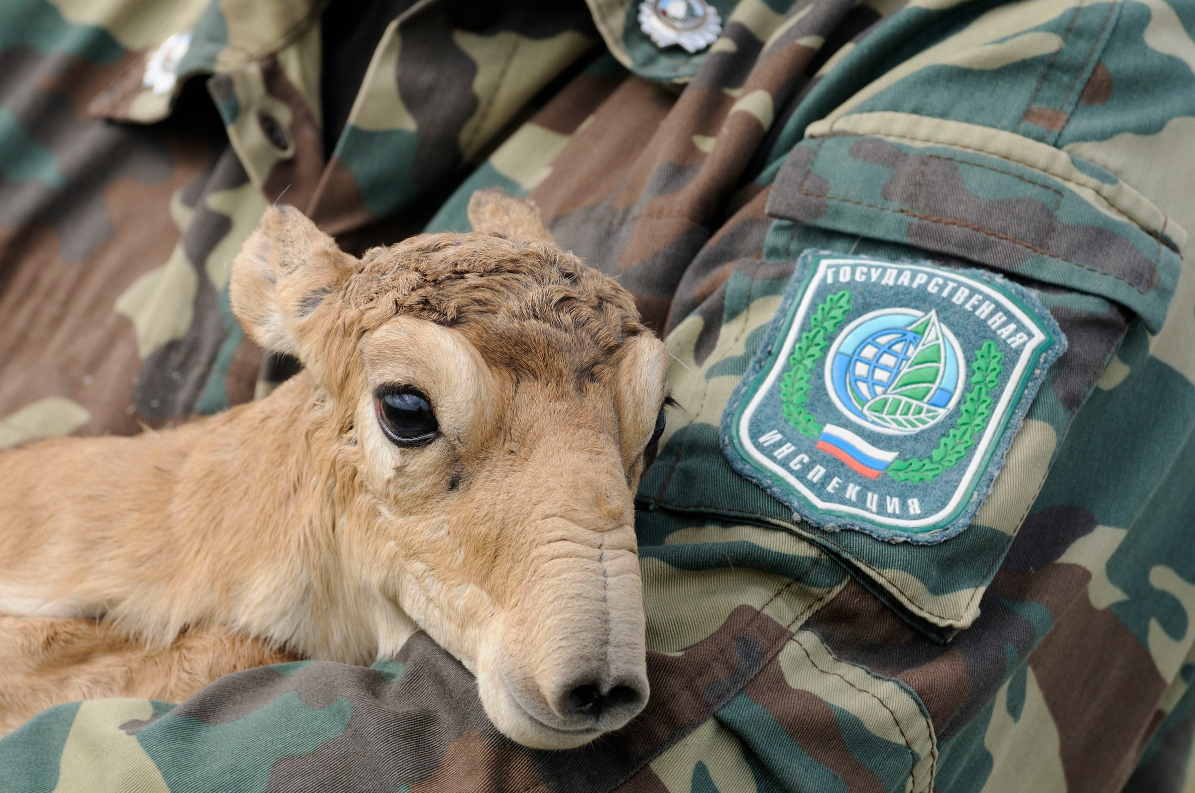 L'antilope saïga, une espèce en danger | WWF France