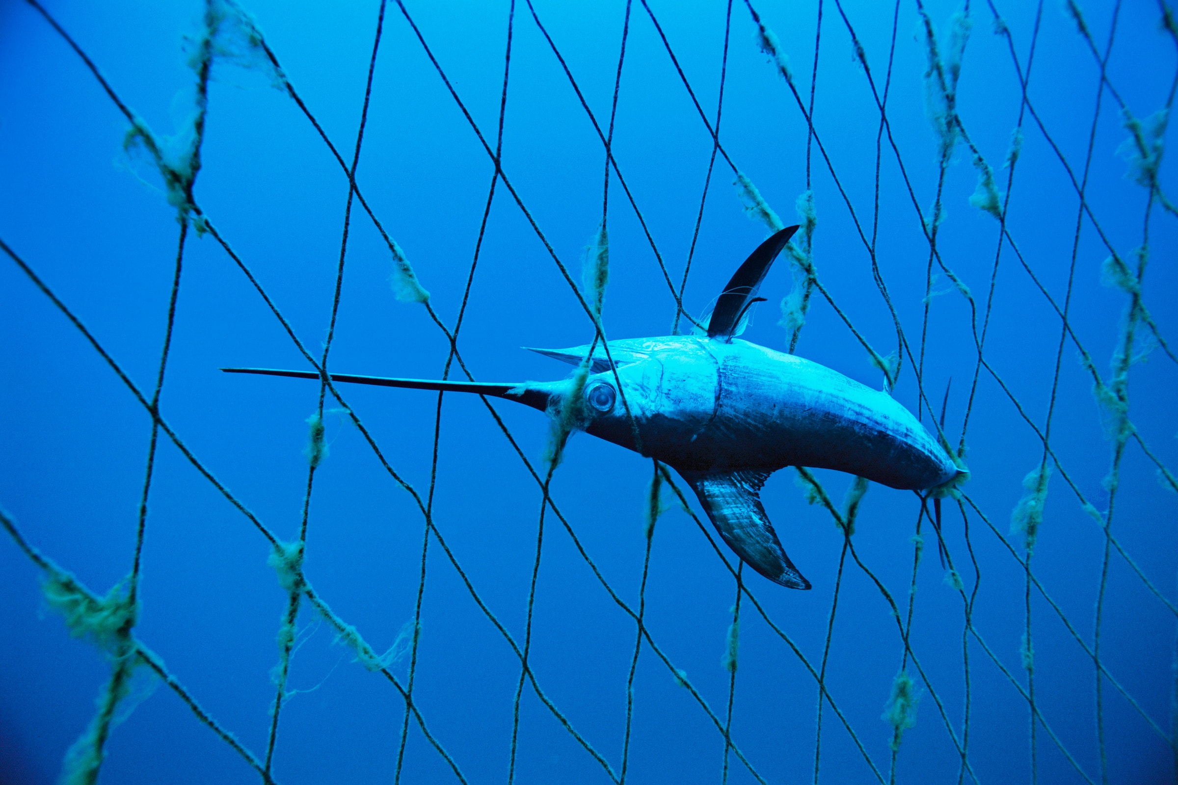 L'espadon et le marlin, poissons menacés | WWF France