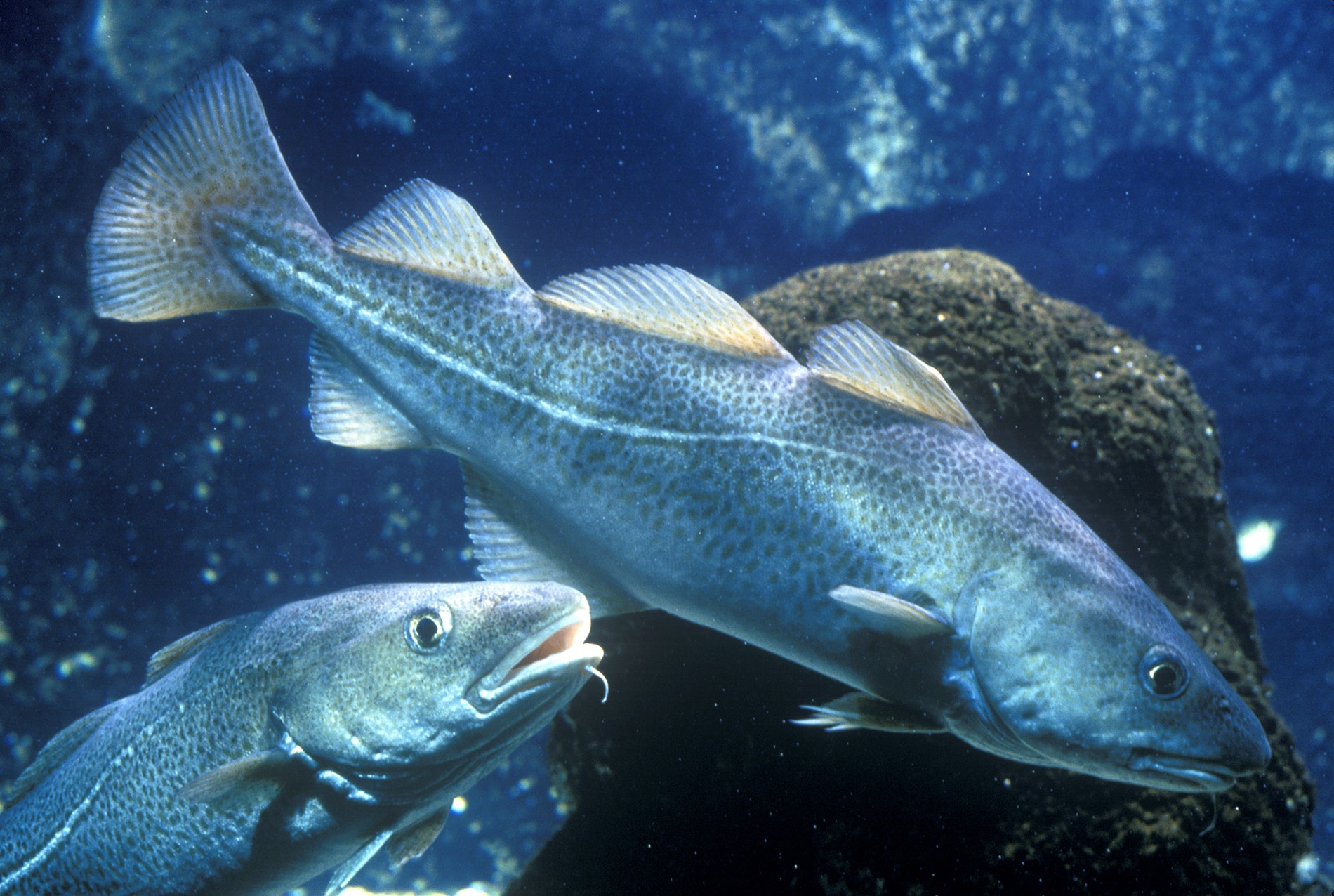 Le Cabillaud, un poisson menacé | WWF France