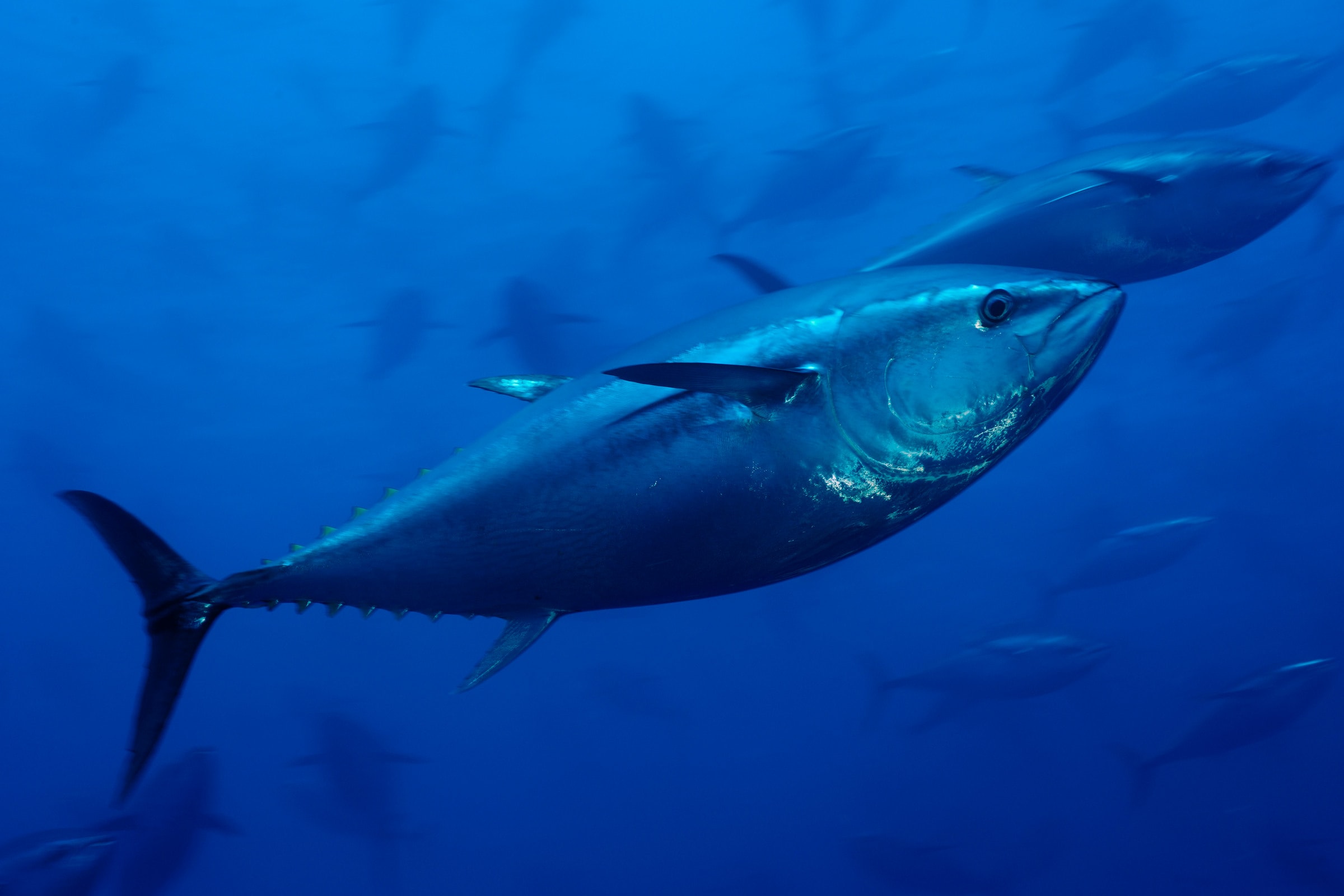 Le thon rouge, un poisson menacé | WWF France