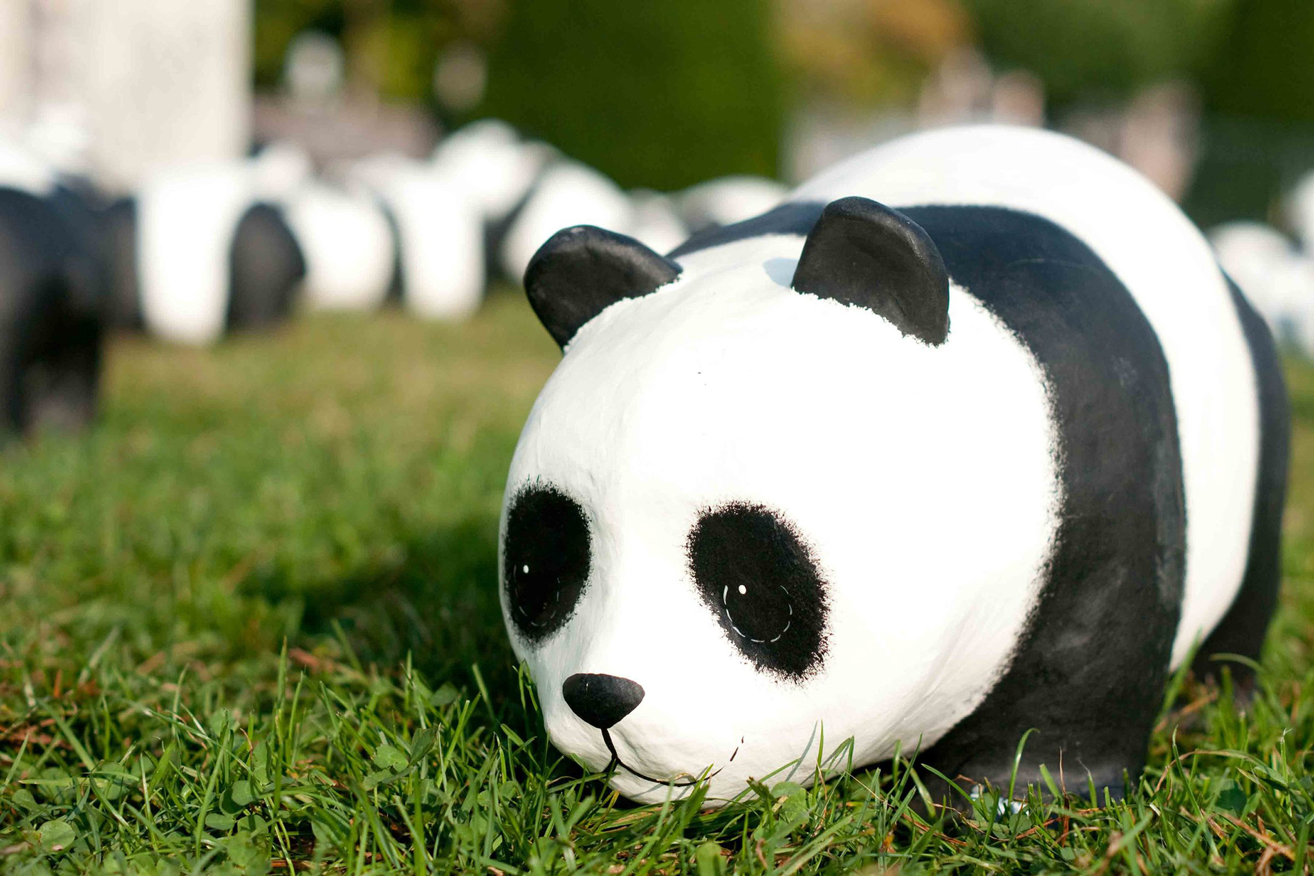 Une charte commune pour le réseau WWF | WWF France