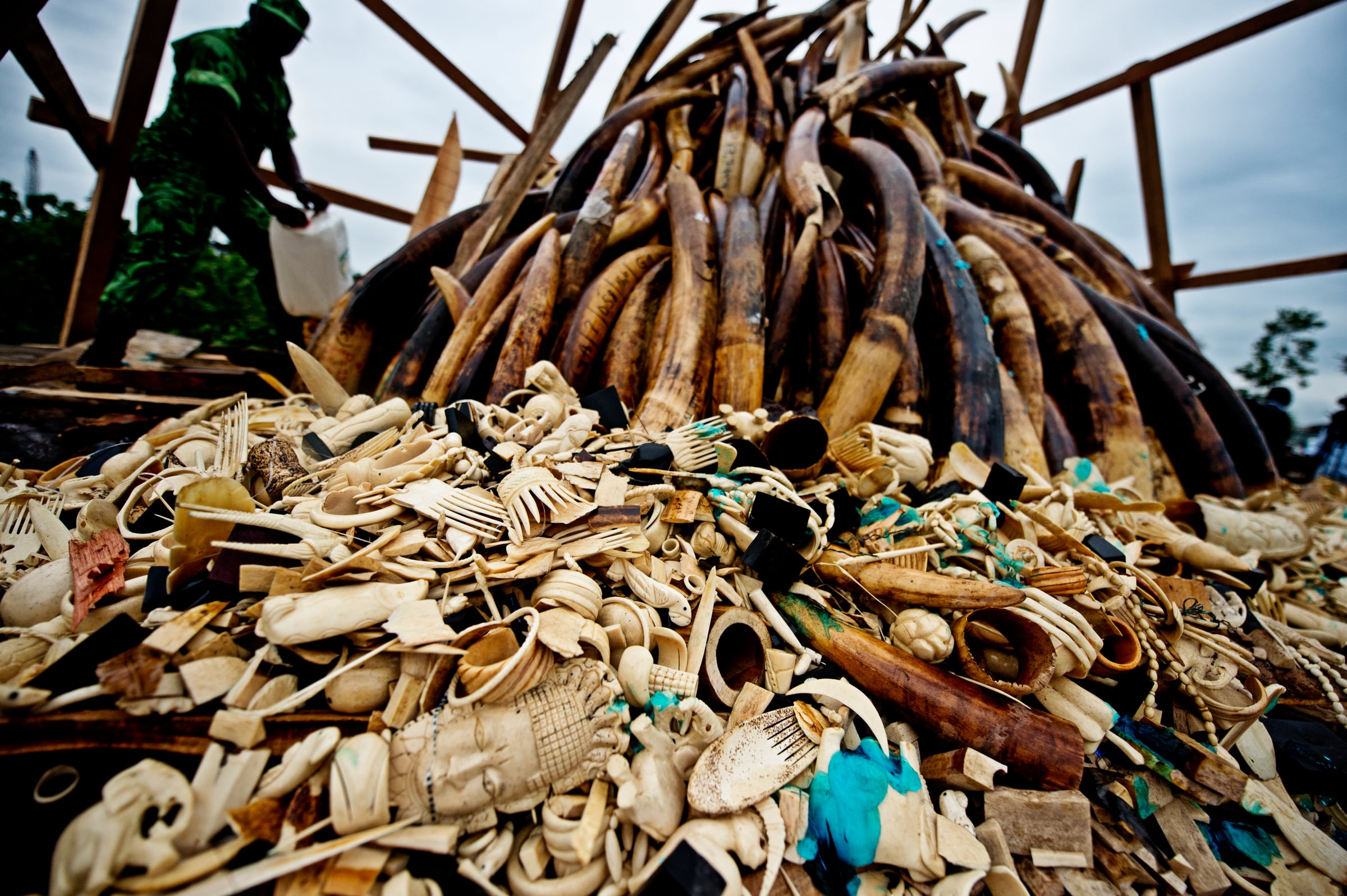 Vie sauvage : braconnage et commerce illégal | WWF France