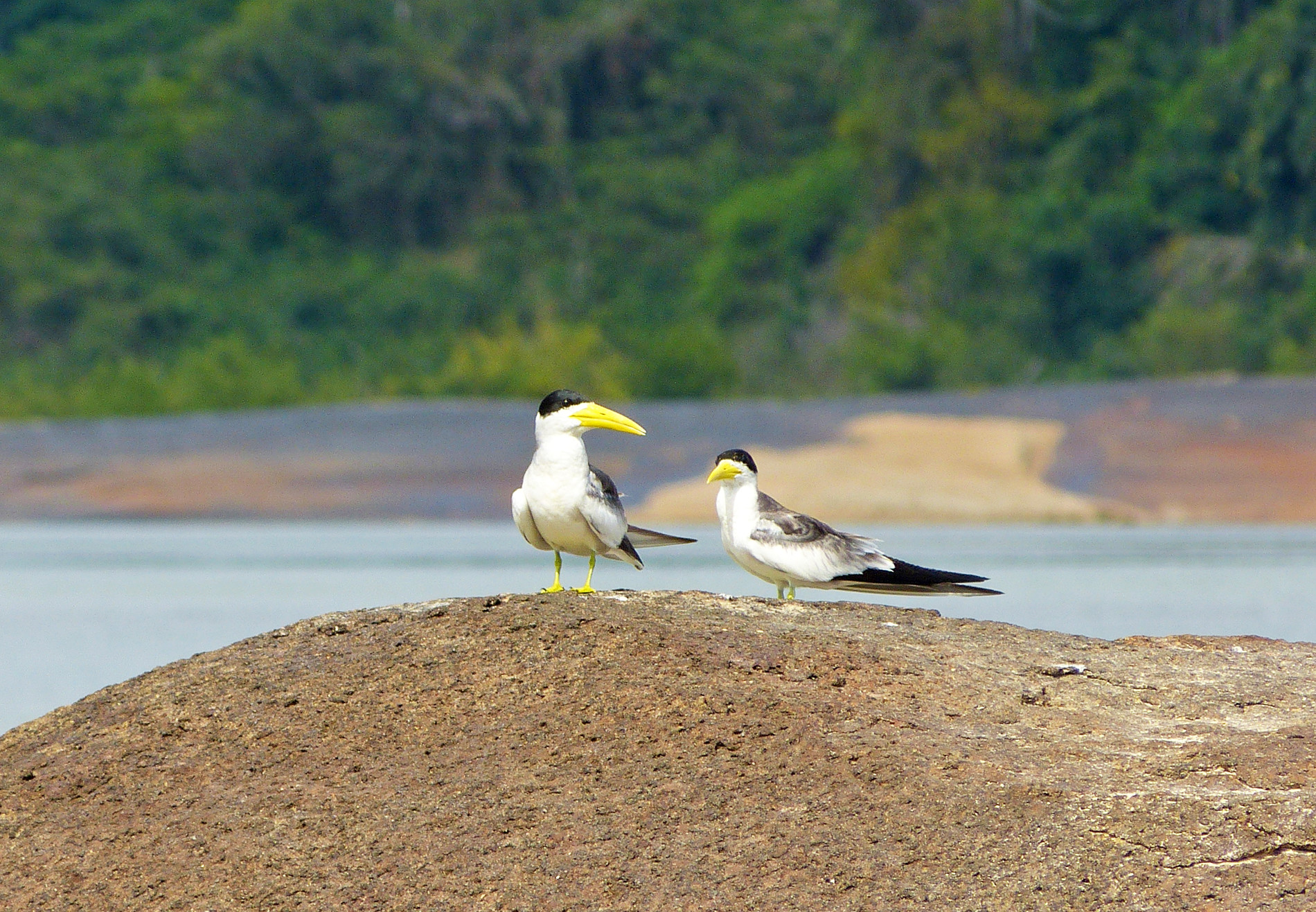 L'Orénoque, un bassin menacé | WWF France