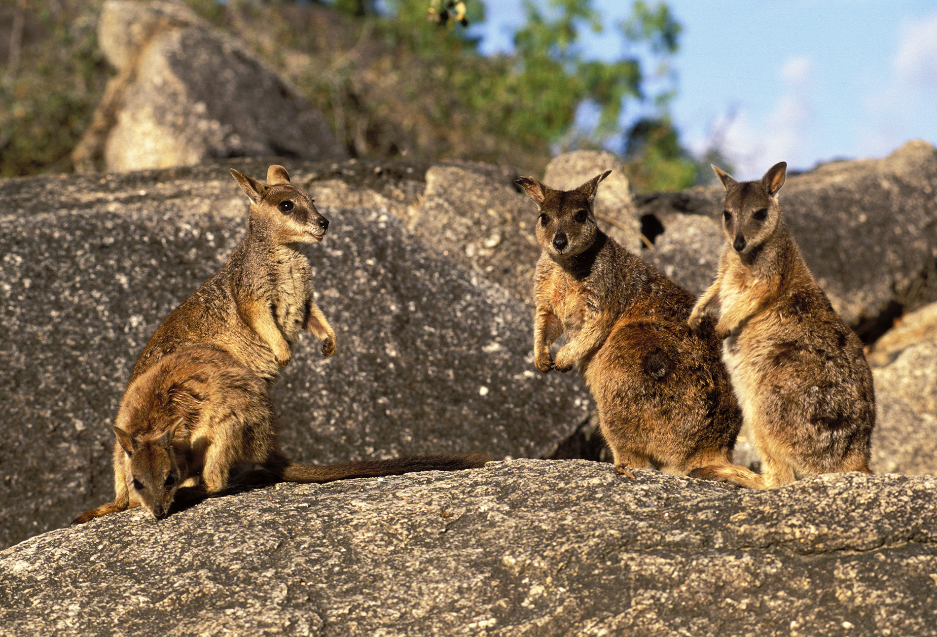 Le wallaby des roches, fragile marsupial | WWF France