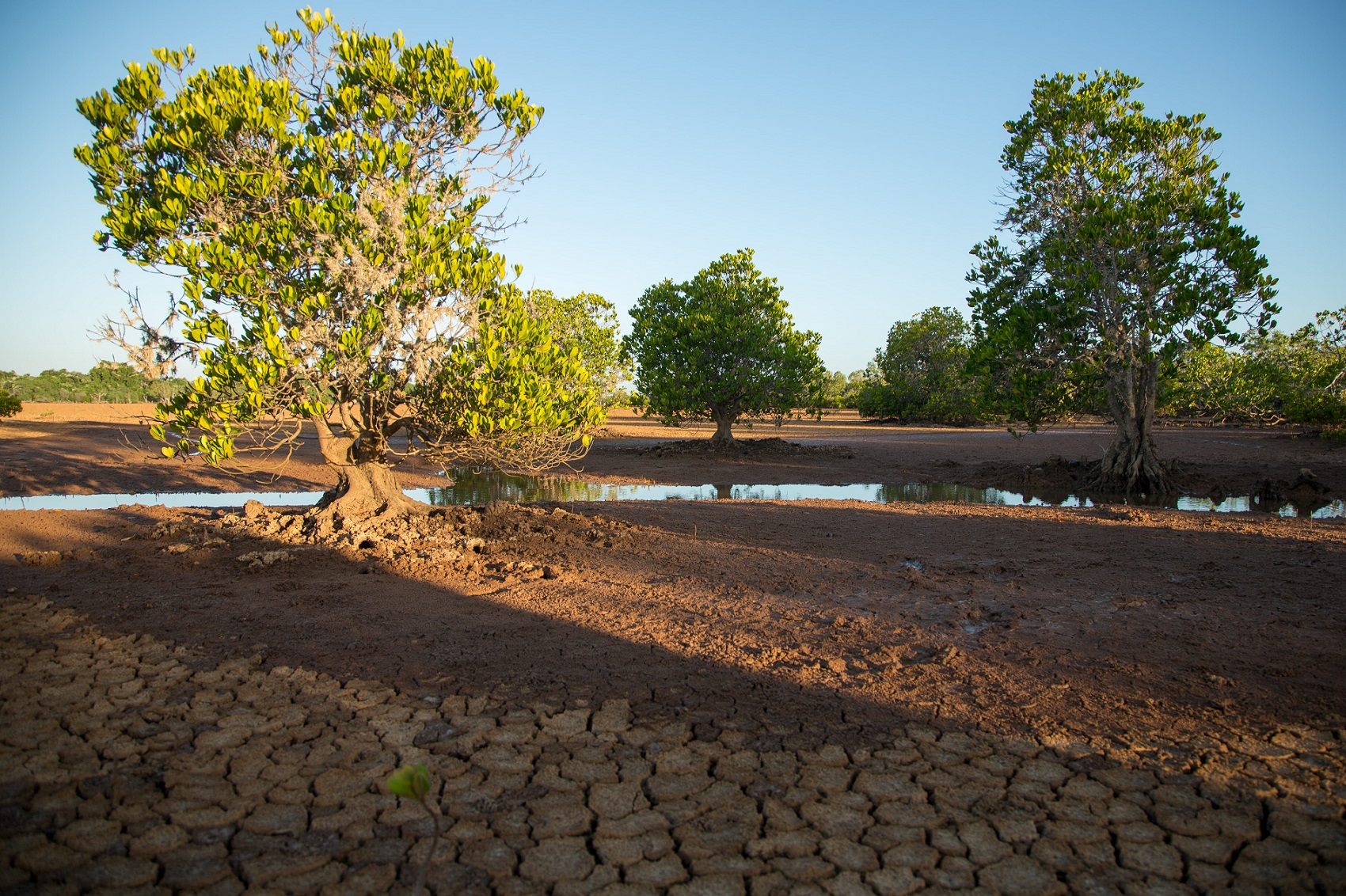 Mangrove Madagascar | WWF France