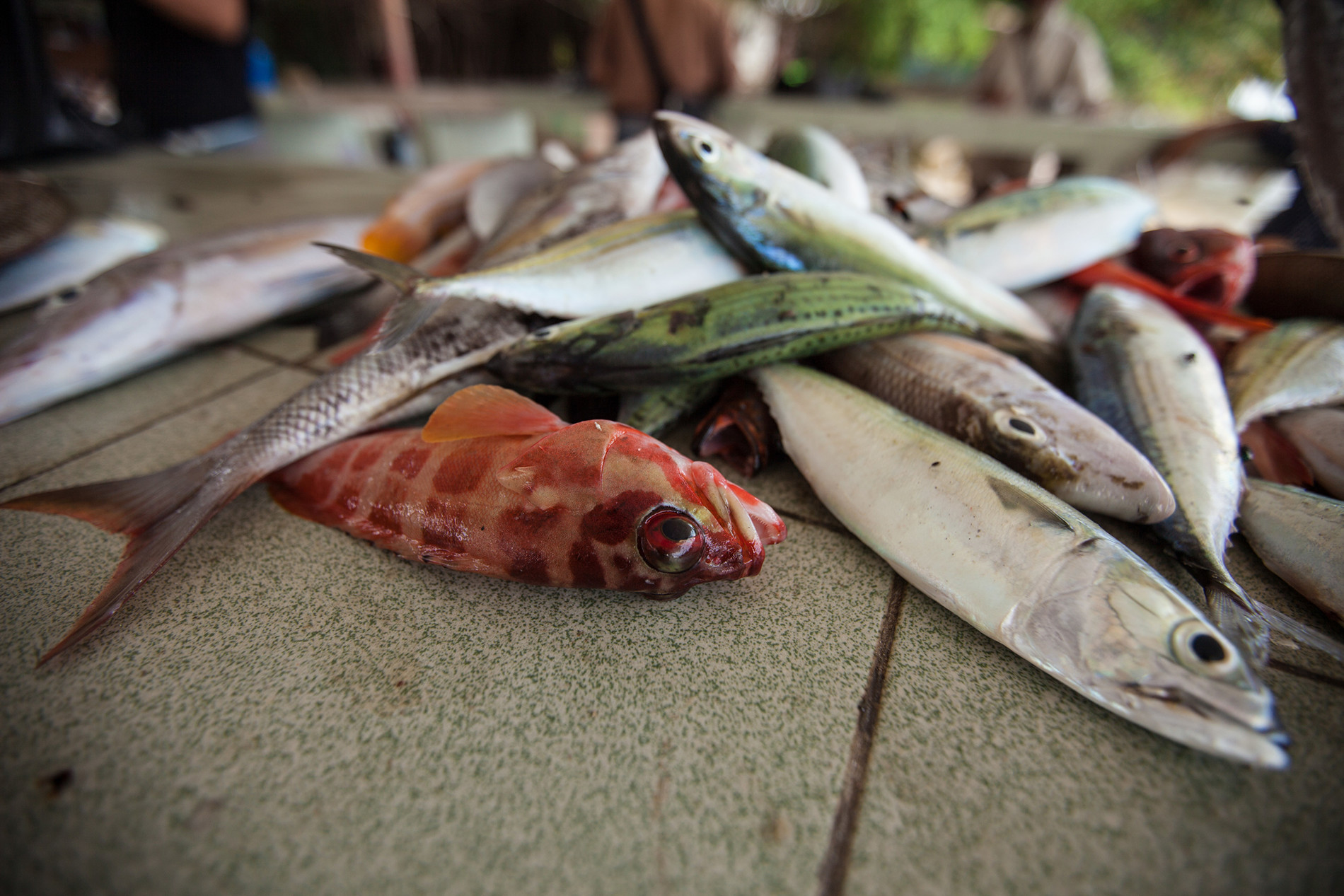 Qwehli, le poissonnier des chefs, s’engage aux côtés du WWF France ...
