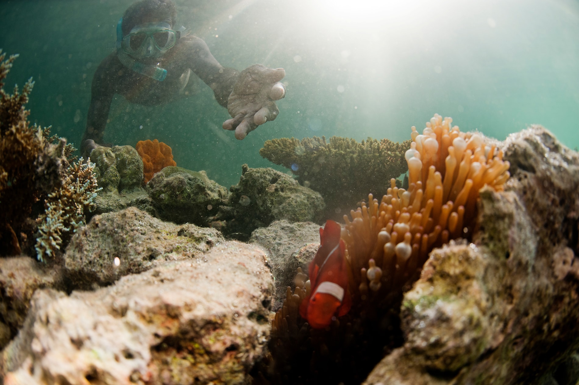 Océans : préserver les écosystèmes marins | WWF France