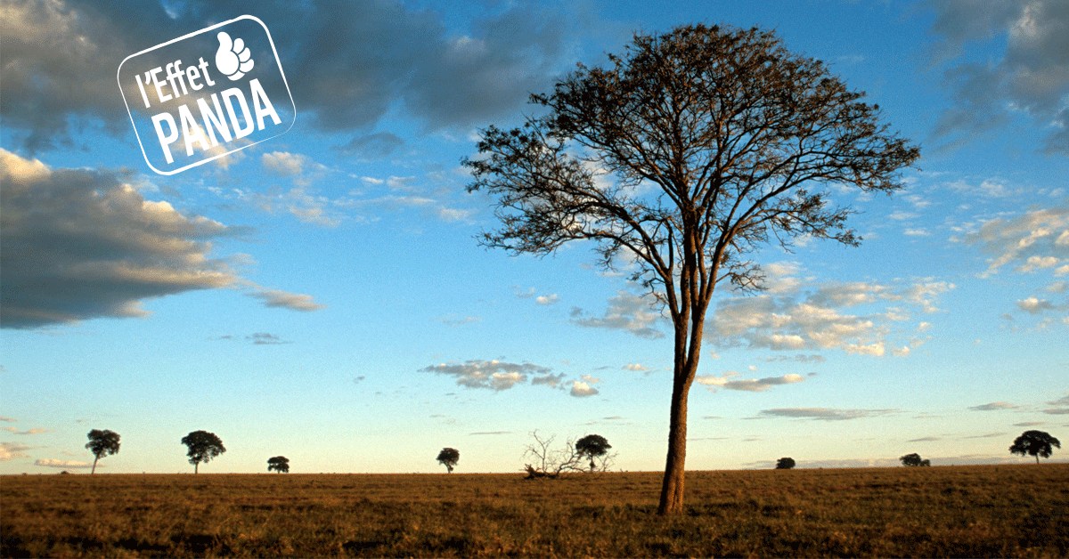 61 entreprises s’engagent pour la protection du Cerrado | WWF France