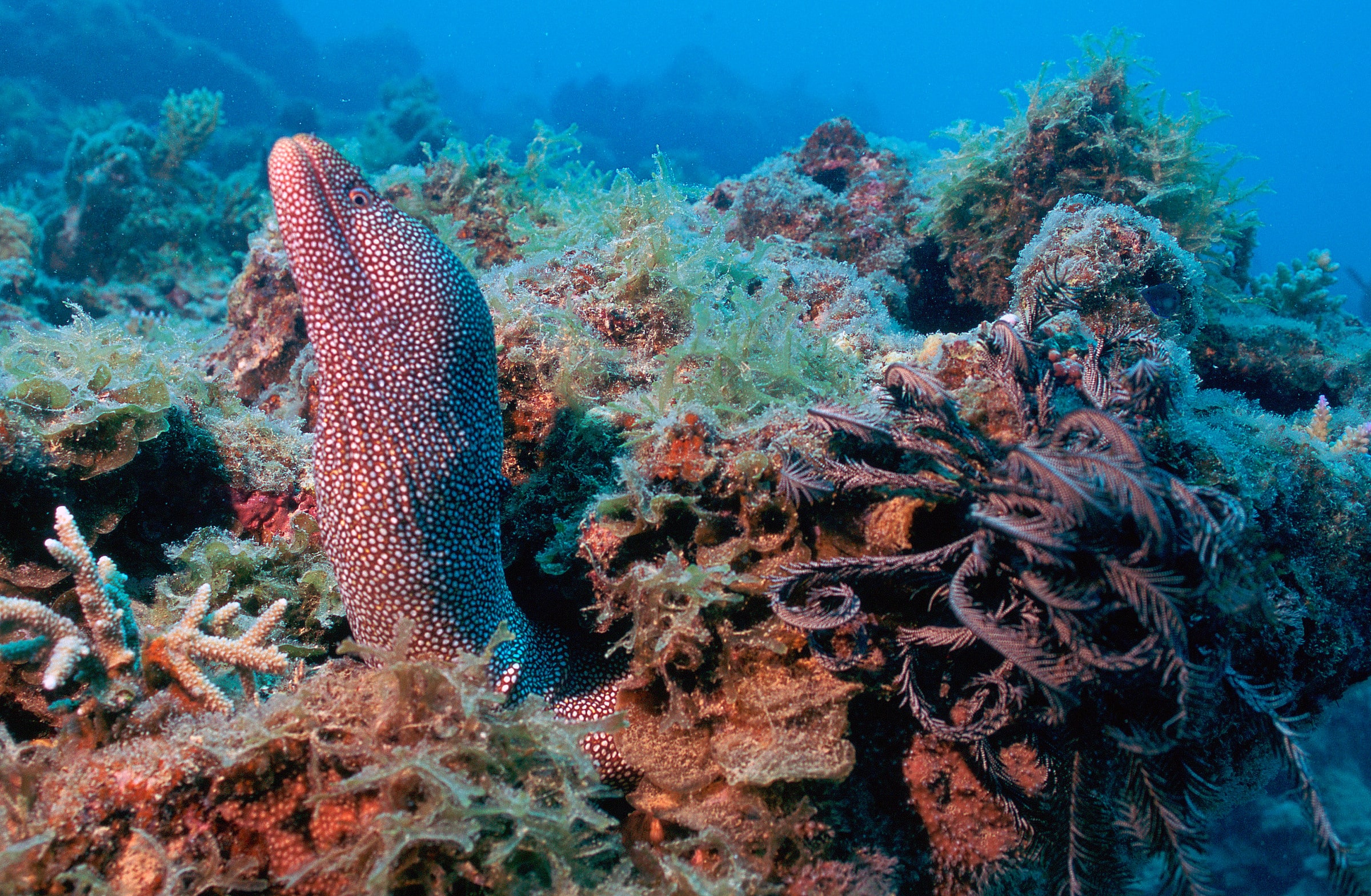 Les coraux reprennent des couleurs | WWF France