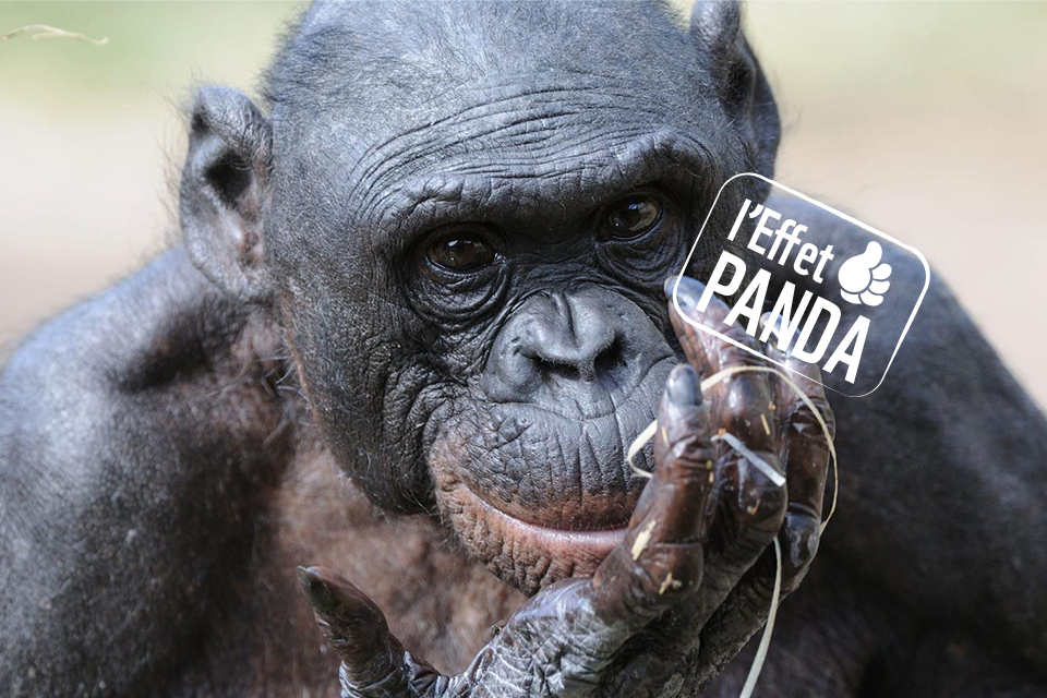 Face au braconnage, la RDC riposte | WWF France