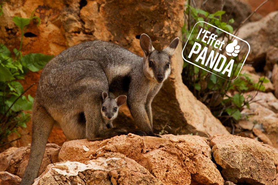 Un bond en avant pour le wallaby des rochers | WWF France