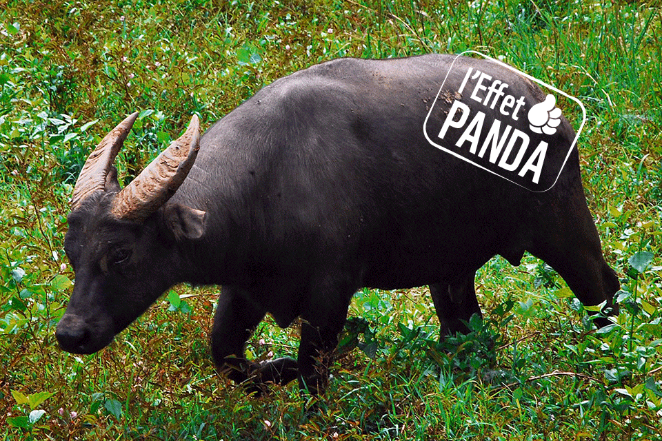 Le buffle nain s’éloigne de l’extinction | WWF France