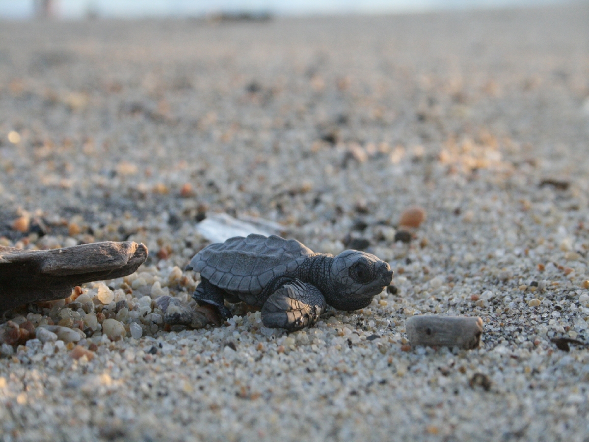 Naissance de 97 tortues au Brésil | WWF France