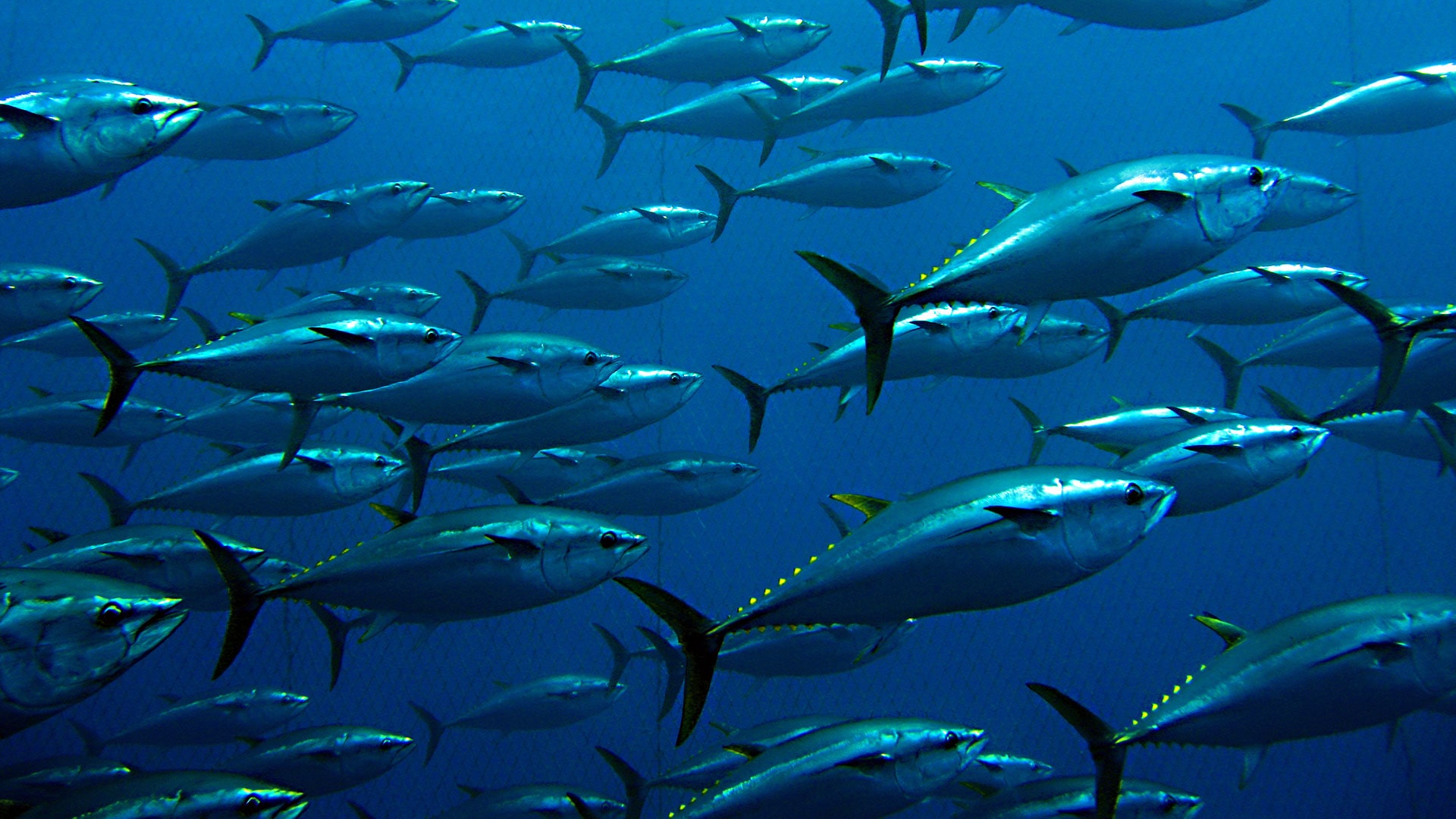 Philippines : la pêche au thon se bonifie | WWF France