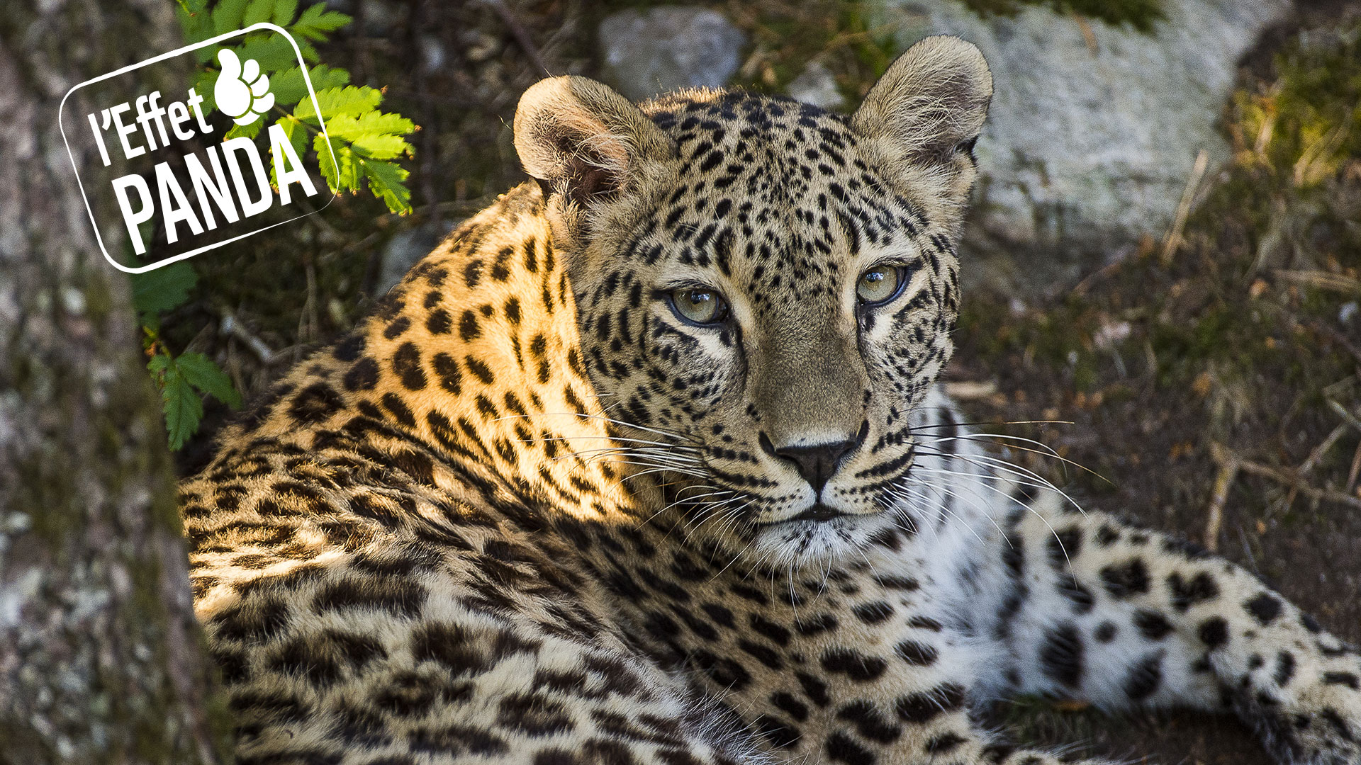 Caucase : le come-back de la panthère de perse | WWF France