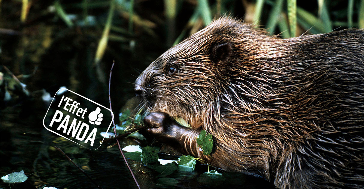 Le castor de retour en Camargue | WWF France