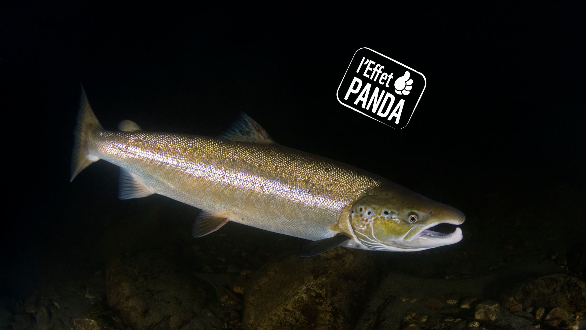 Au Canada le saumon royal se réinstalle | WWF France