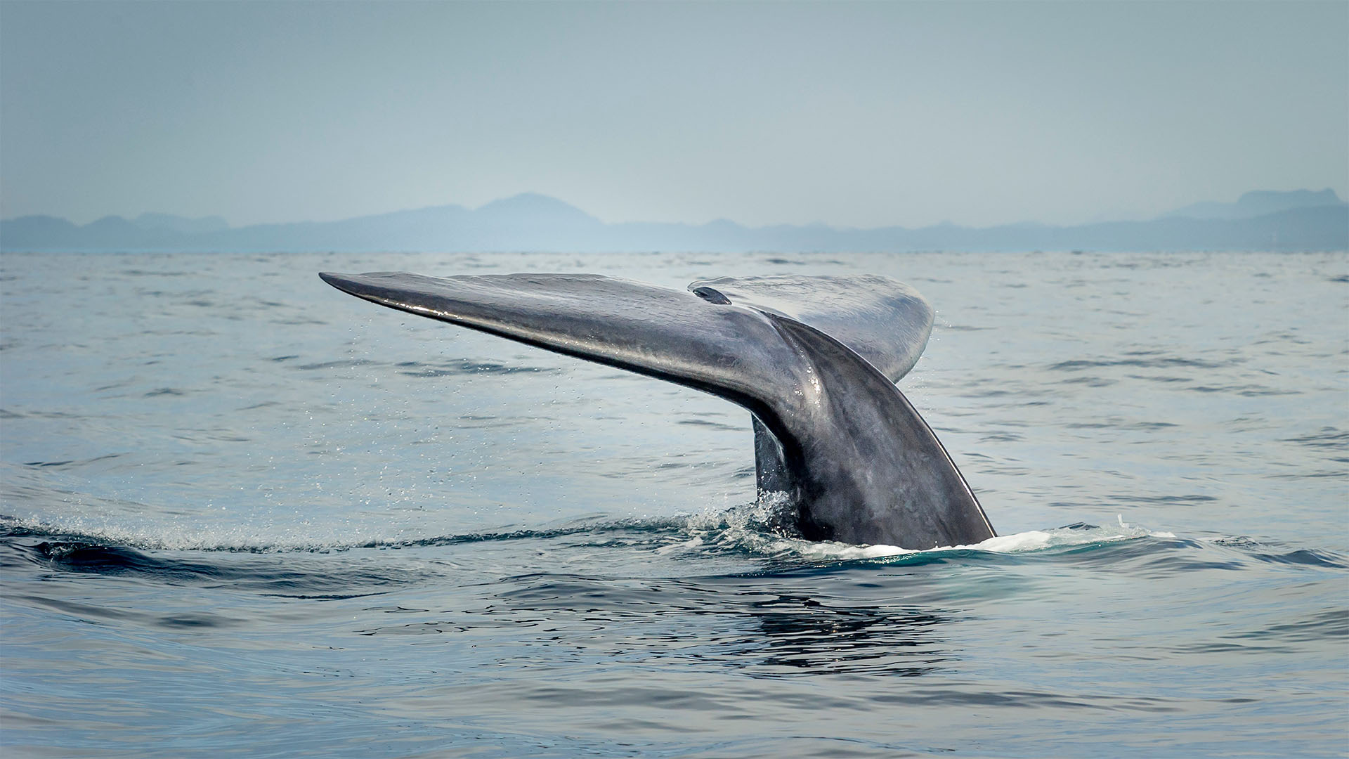 Les baleines bleues de retour en Antarctique | WWF France