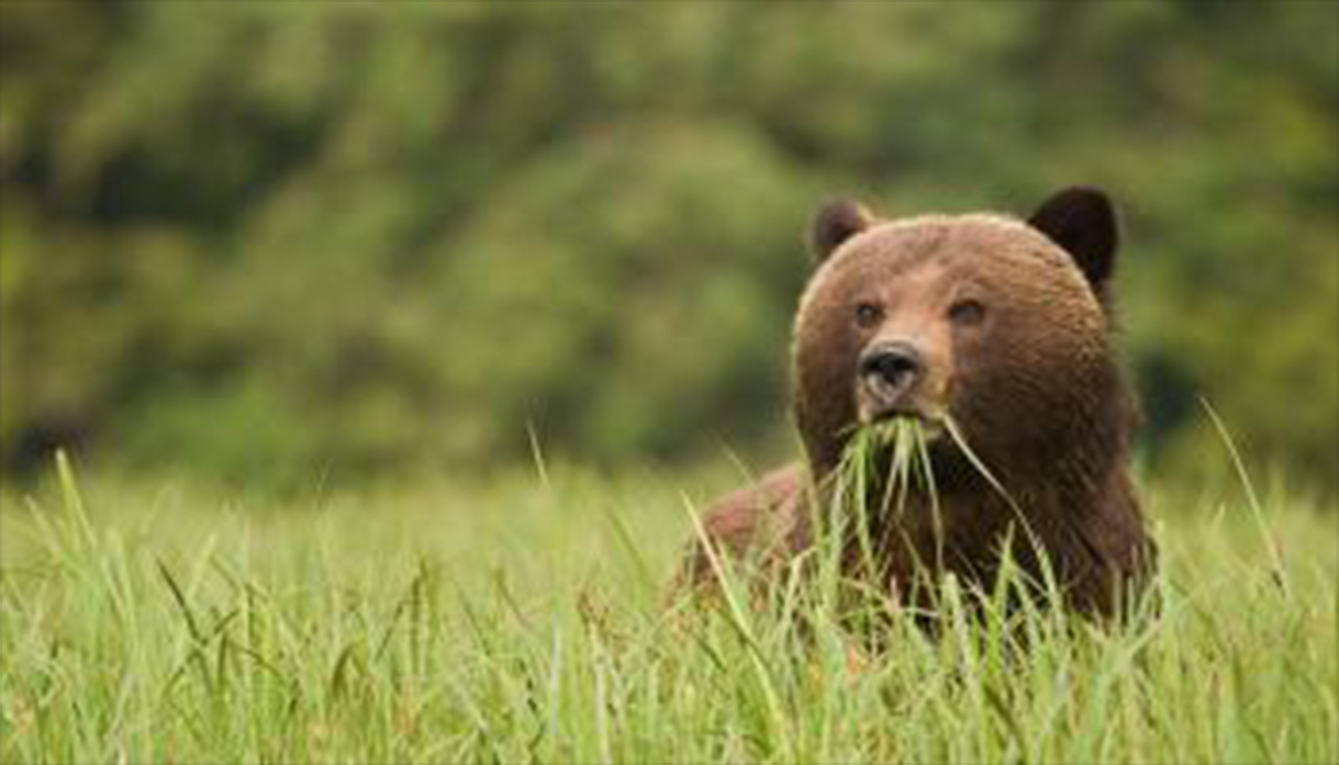 Un orphelinat pour les oursons en détresse | WWF France