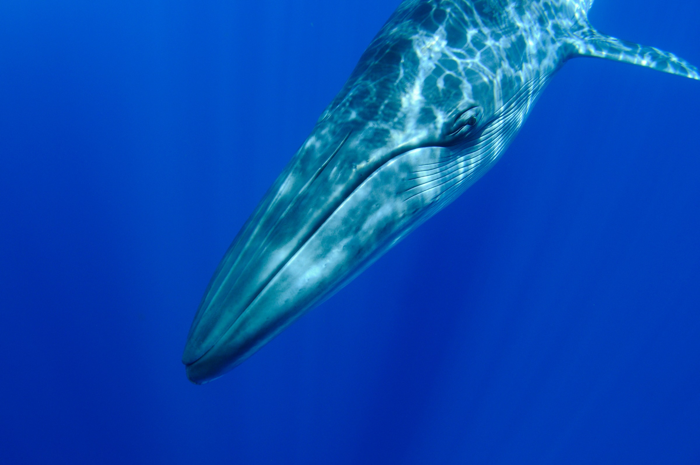 Le WWF présente "RORQUAL" : Son tout premier documentaire | WWF France