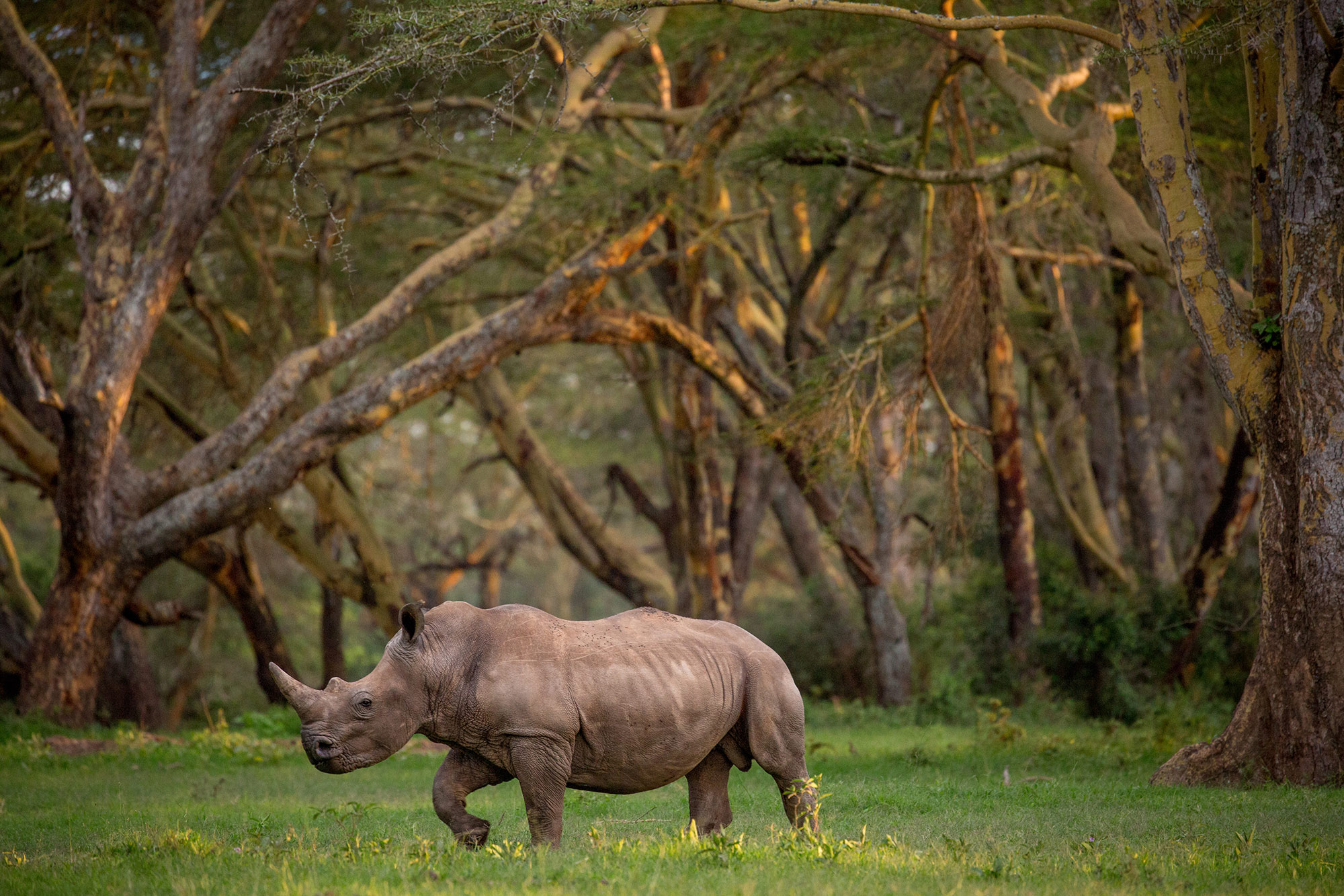 Les rhinos d’Afrique reprennent du poil de la bête | WWF France