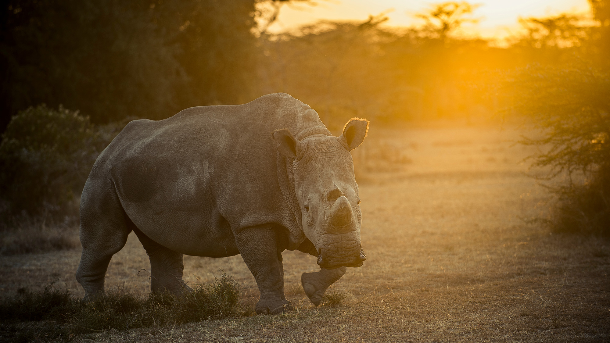 Les rhinos d’Afrique reprennent du poil de la bête | WWF France