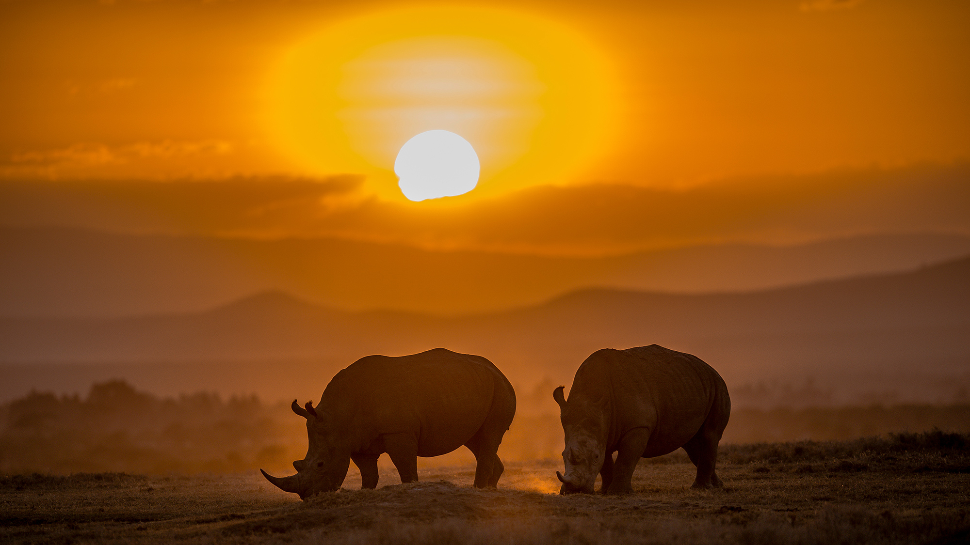 Les rhinos d’Afrique reprennent du poil de la bête | WWF France