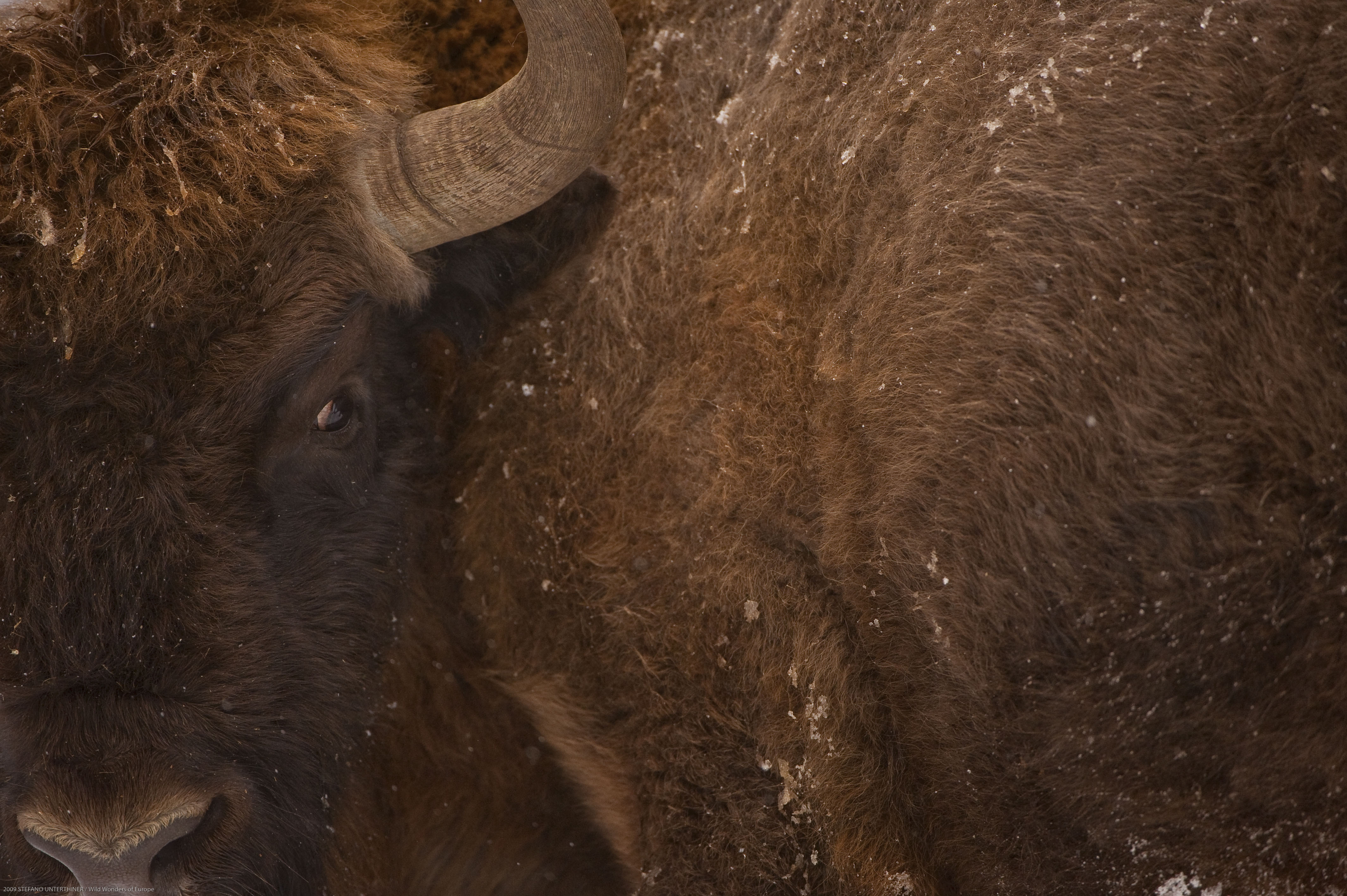 Le bison redonne vie aux Carpates | WWF France