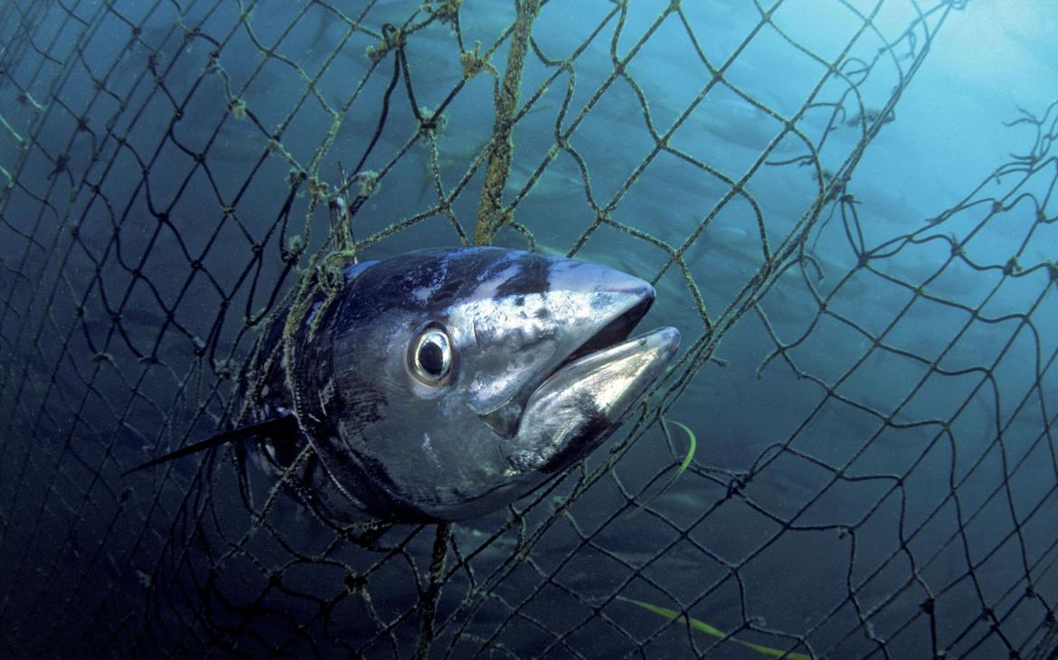 Le thon rouge, un poisson menacé | WWF France