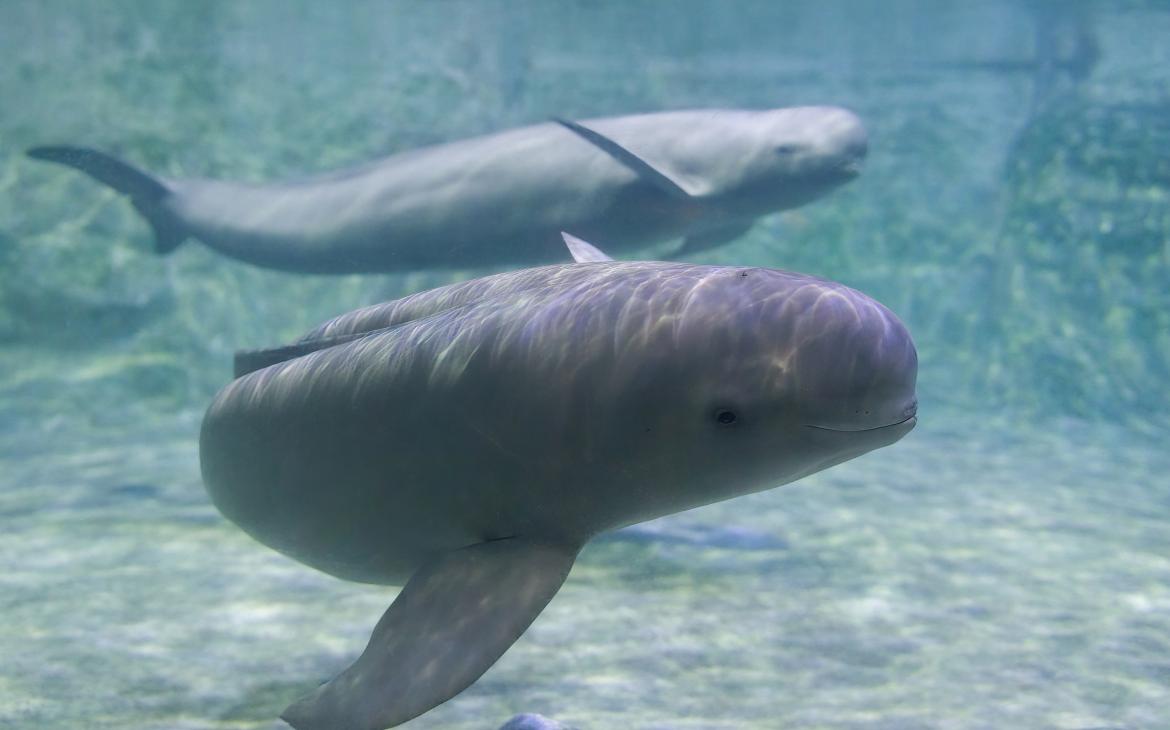 Le marsouin du Yangtsé retrouve le sourire | WWF France