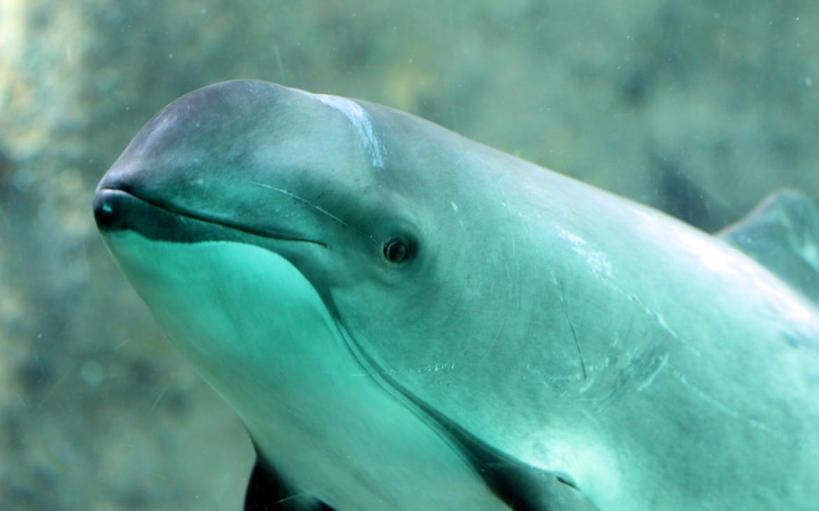 Le marsouin du Yangtsé retrouve le sourire | WWF France