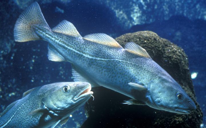 Le Cabillaud, un poisson menacé | WWF France