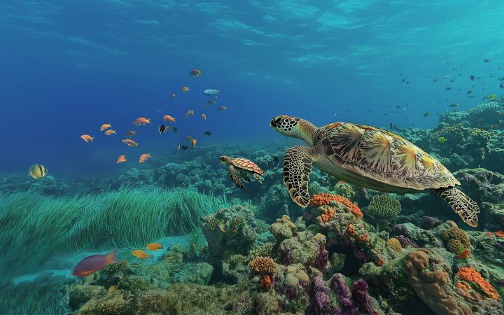 Ensemble, nous sommes la solution | WWF France