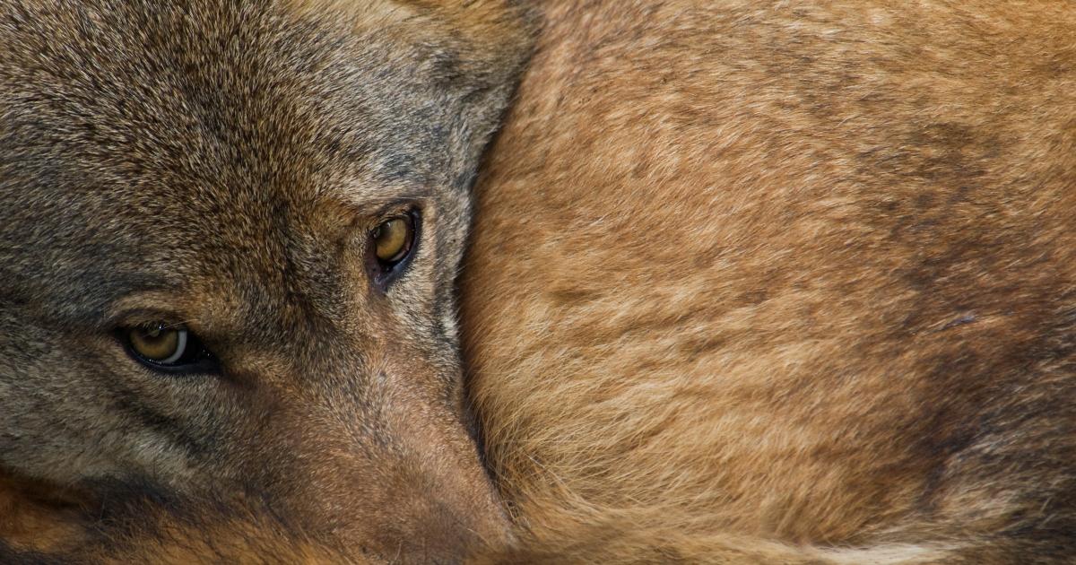 Le loup, ni ange ni démon | WWF France