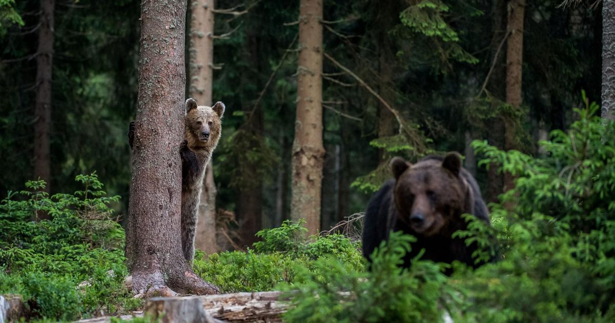 L'ours brun, un animal prioritaire | WWF France