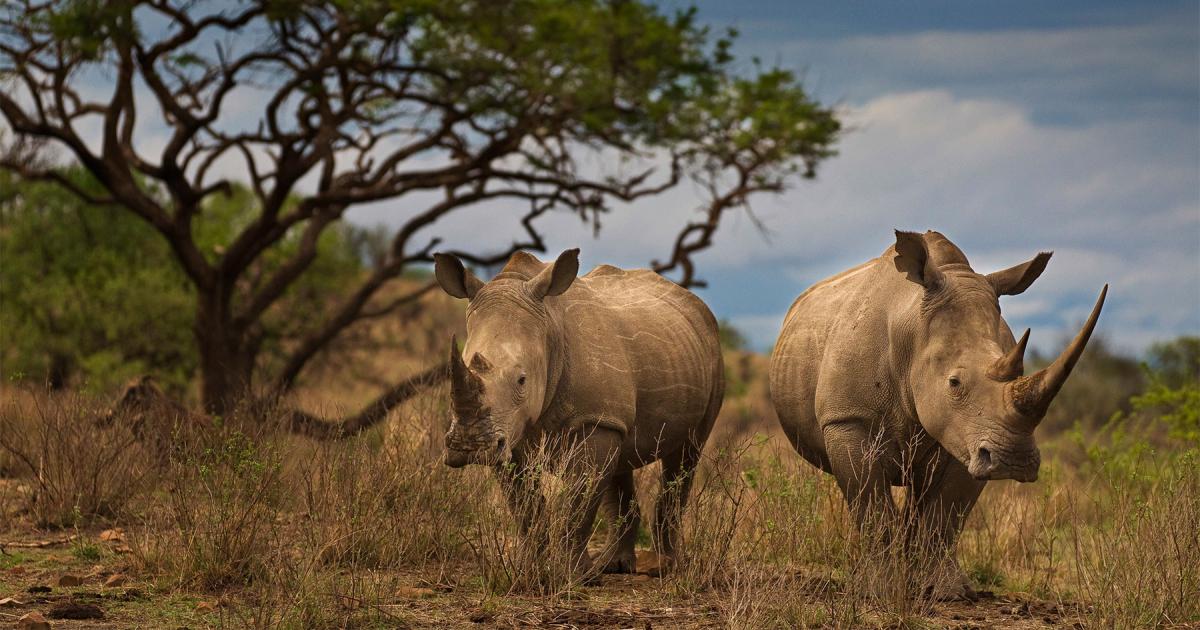 Le rhinocéros, un animal en danger | WWF France