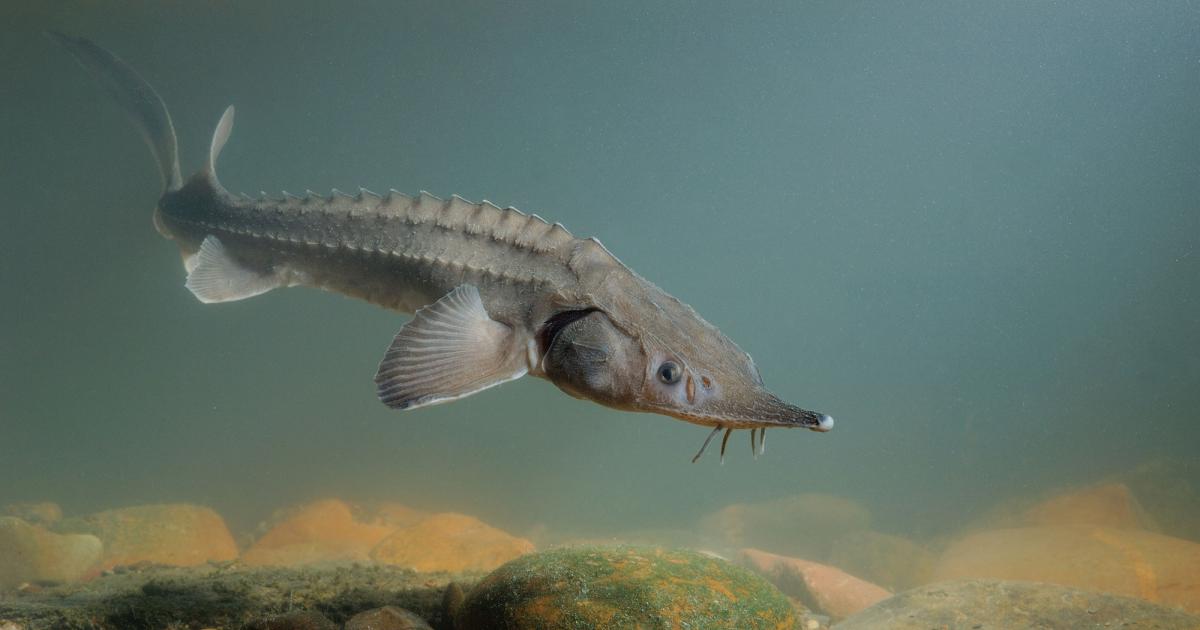 L'esturgeon, une espèce menacée | WWF France