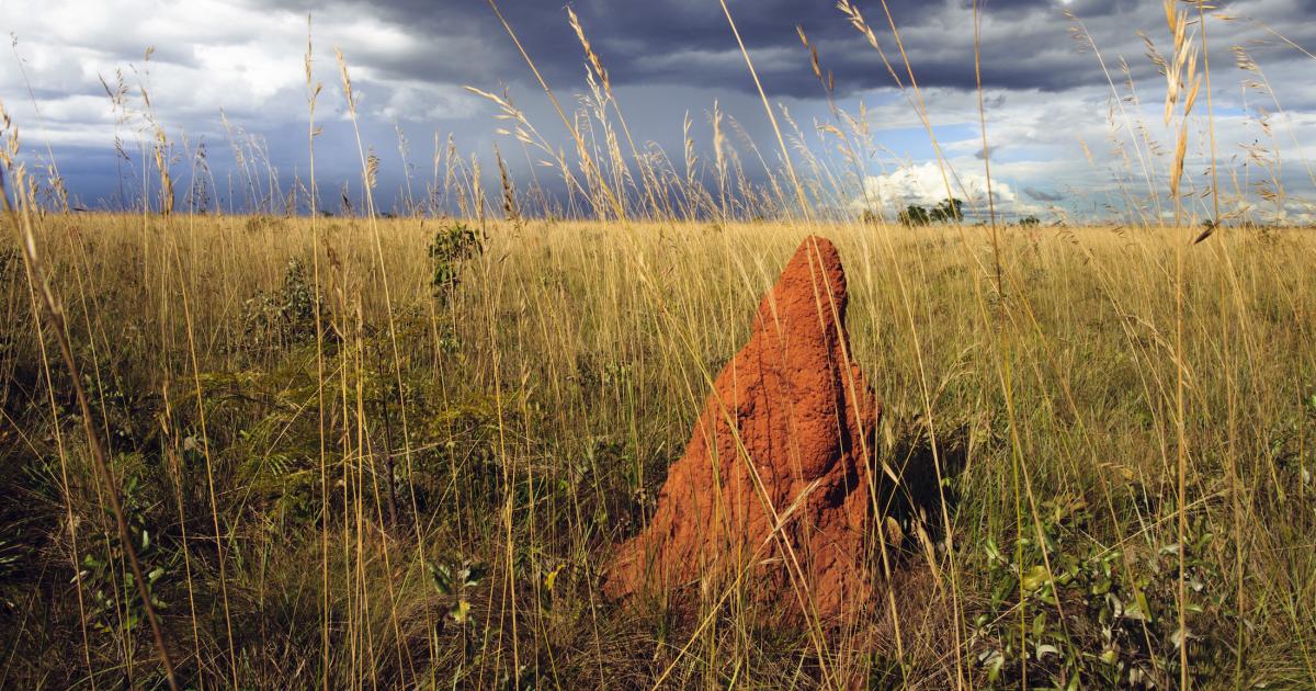 Le Cerrado, une savane menacée | WWF France