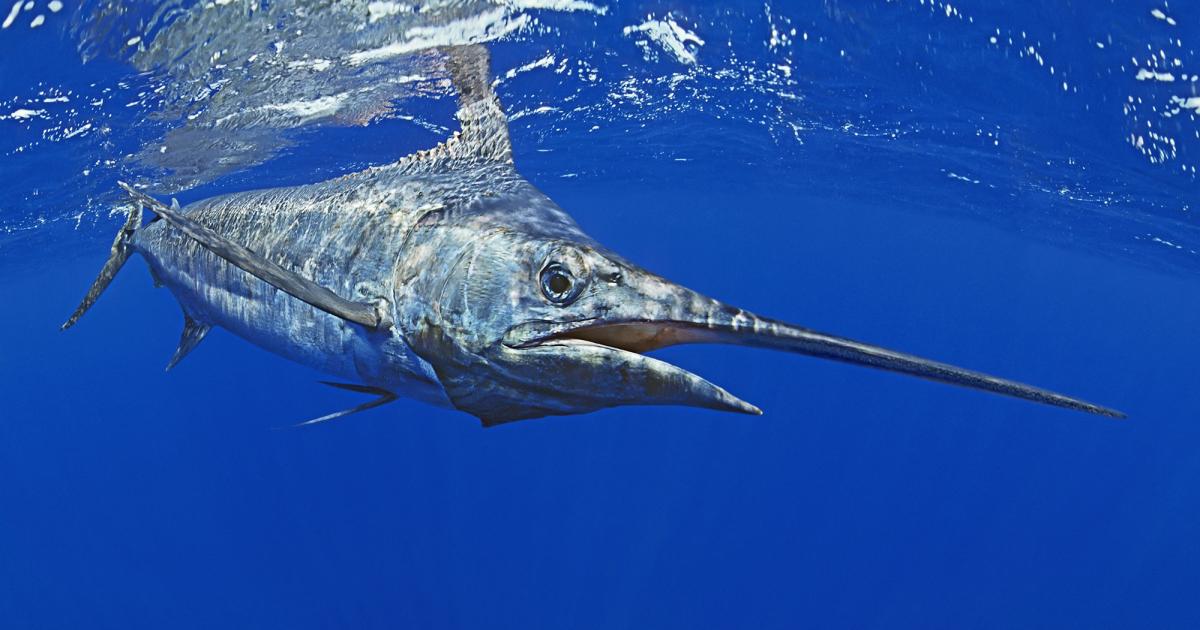 L'espadon et le marlin, poissons menacés | WWF France