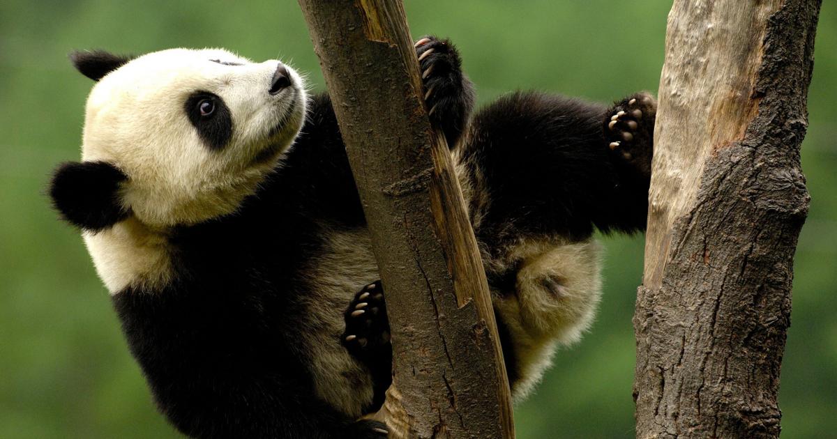 Panda géant, son sort s’améliore | WWF France