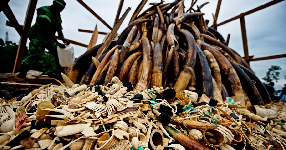 Eléphant: victoire contre le braconnage | WWF France