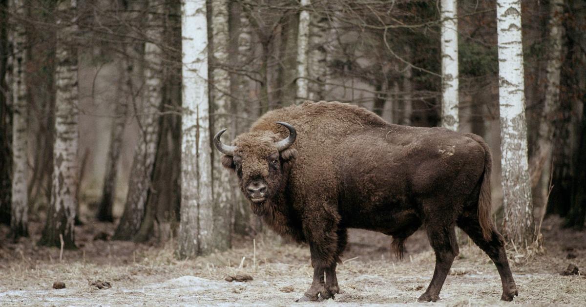 Le retour du bison en Europe | WWF France