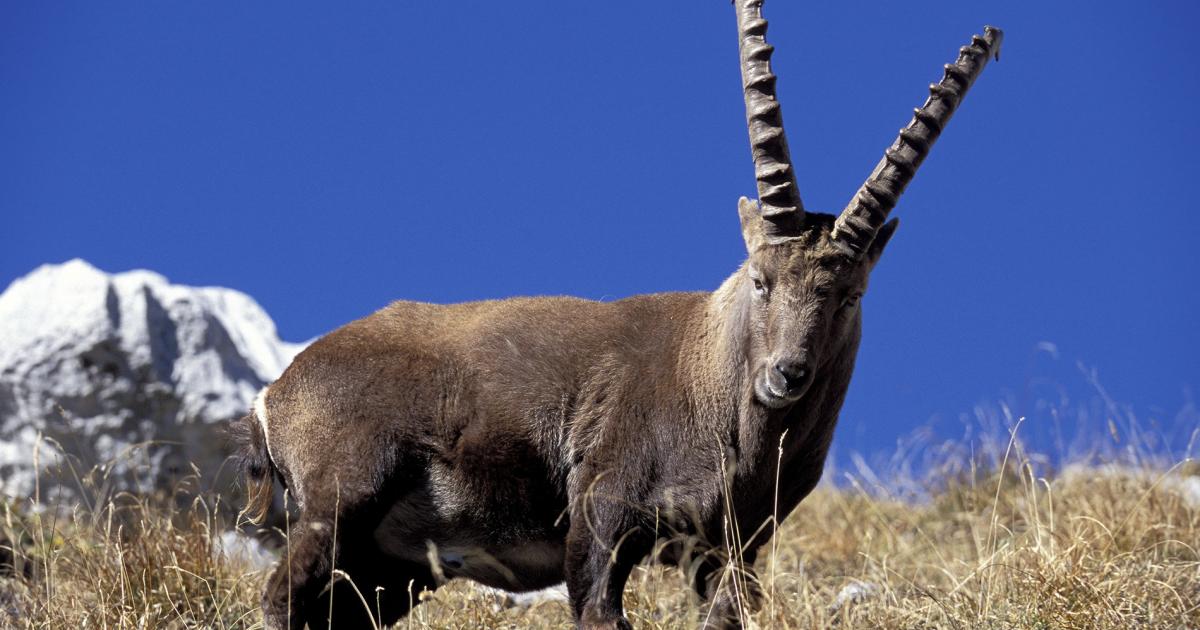 Un sursis pour les bouquetins du Bargy | WWF France