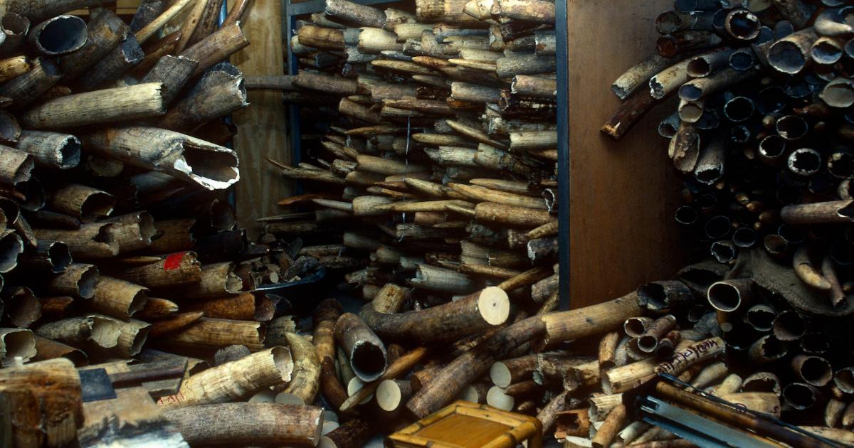 Vie sauvage : braconnage et commerce illégal | WWF France