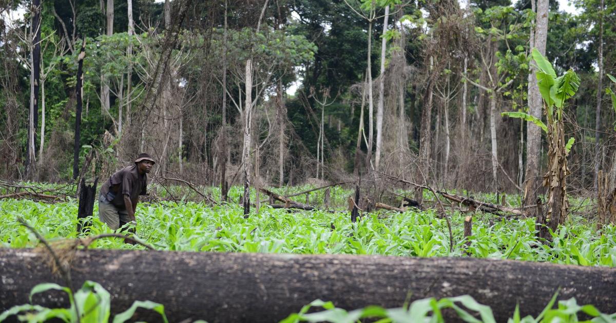 Gestion des forêts du Bassin du Congo | WWF France