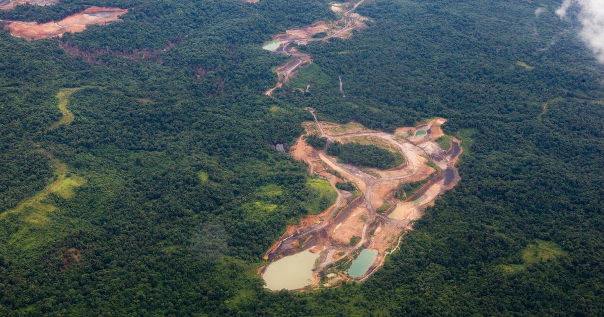 Lutter contre la déforestation | WWF France