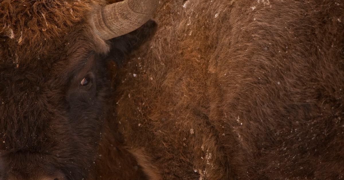 Le grand retour du bison en Europe | WWF France
