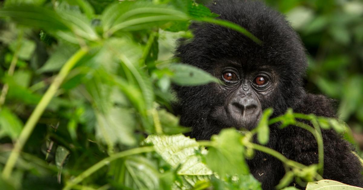 Effectifs en légère hausse chez les grands singes | WWF France