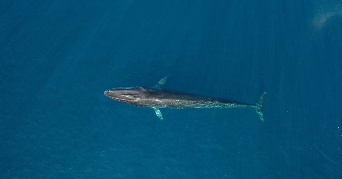 Le rorqual commun, une espèce en danger | WWF France
